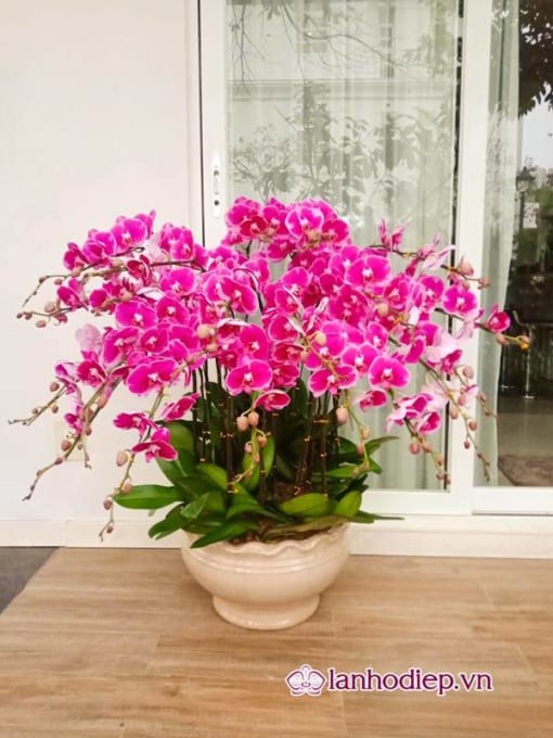 Làm Thế Nào để Hoa Lan Hồ điệp Tươi Lâu?