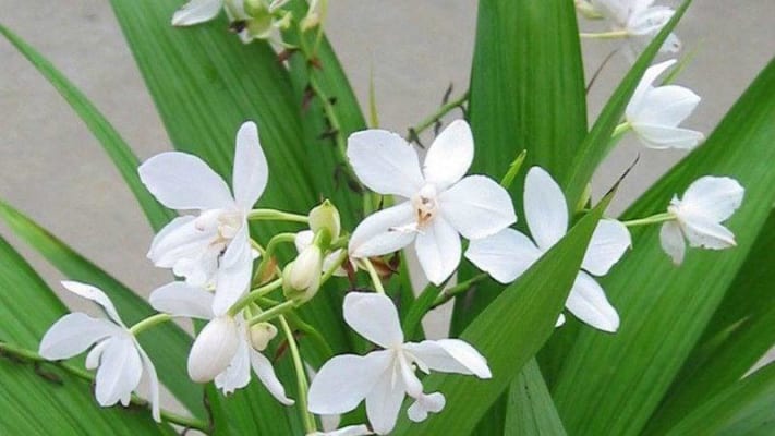 Hoa Lan Đất Màu Trắng: Ý Nghĩa Và 5+ Loại Hoa Lan Đất