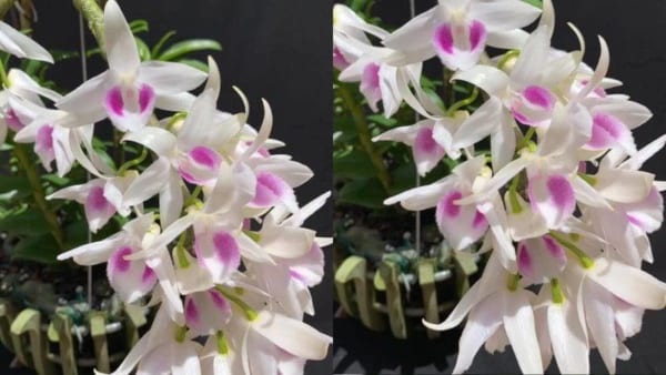 Hoa Lan Đất Màu Trắng: Ý Nghĩa Và 5+ Loại Hoa Lan Đất