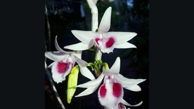 Hoa Lan Đất Màu Trắng: Ý Nghĩa Và 5+ Loại Hoa Lan Đất