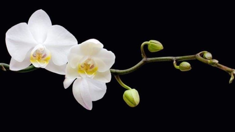 Hoa Lan Đất Màu Trắng: Ý Nghĩa Và 5+ Loại Hoa Lan Đất