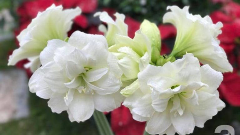 Hoa Lan Đất Màu Trắng: Ý Nghĩa Và 5+ Loại Hoa Lan Đất