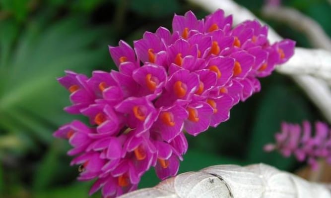 Top 20+ Các Loại Hoa Lan "Phổ Biến - Dễ Trồng Nhất"