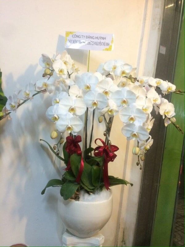 Các Mẫu Hoa Lan Trắng đẹp, ý Nghĩa Và Cách Chăm Sóc Tại Nhà