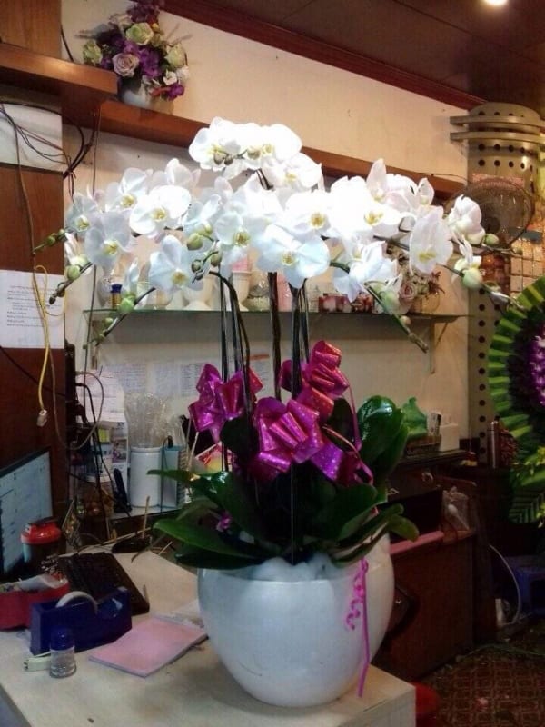 Các Mẫu Hoa Lan Trắng đẹp, ý Nghĩa Và Cách Chăm Sóc Tại Nhà