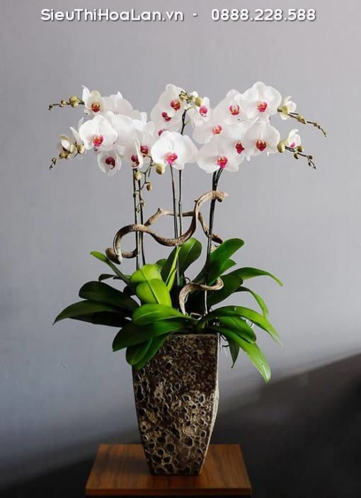 Các Mẫu Hoa Lan Trắng đẹp, ý Nghĩa Và Cách Chăm Sóc Tại Nhà