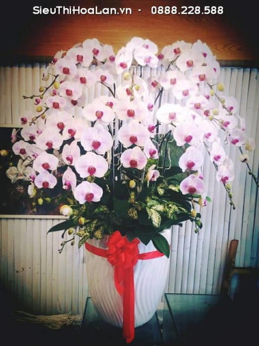 Các Mẫu Hoa Lan Trắng đẹp, ý Nghĩa Và Cách Chăm Sóc Tại Nhà