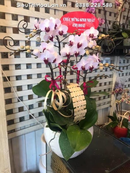 Các Mẫu Hoa Lan Trắng đẹp, ý Nghĩa Và Cách Chăm Sóc Tại Nhà