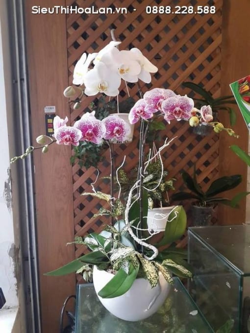 Các Mẫu Hoa Lan Trắng đẹp, ý Nghĩa Và Cách Chăm Sóc Tại Nhà