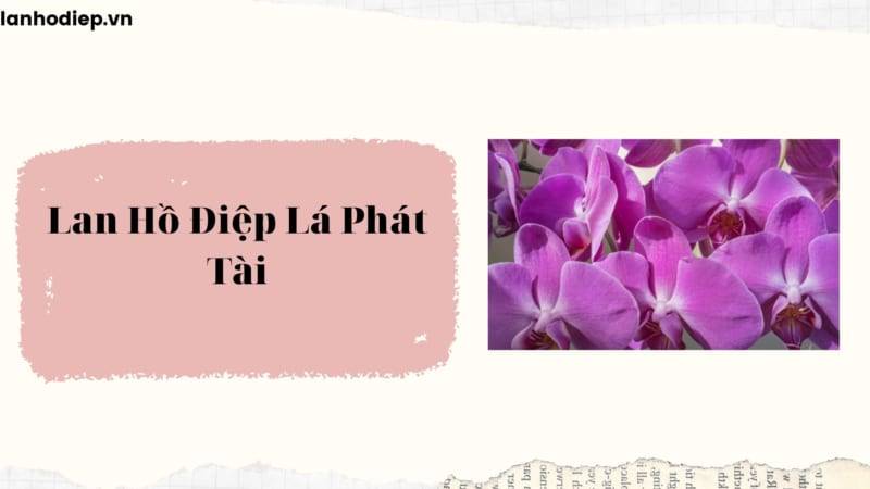 Lan Hồ Điệp Lá Phát Tài: Phân Biệt, Ý Nghĩa Và Cách Chăm Sóc