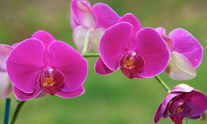 Hoa Phong Lan Tím ở Nước Nào? Vì Sao được ưa Chuộng?