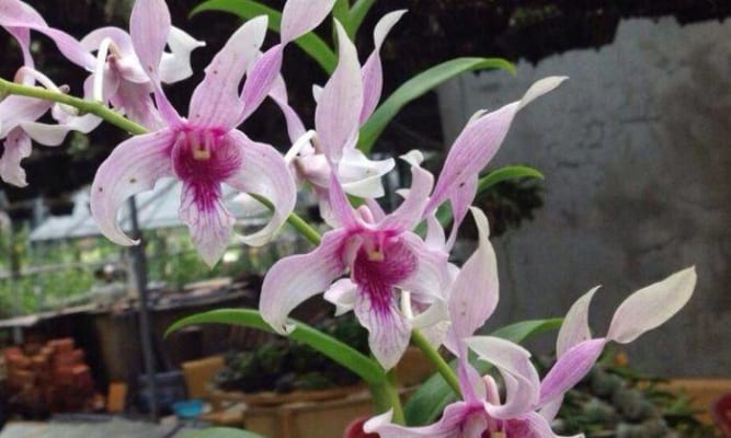 Hoa Lan Dendro: Vẻ Đẹp "Lạ" & Ý Nghĩa Sâu Xa Ít Người Biết