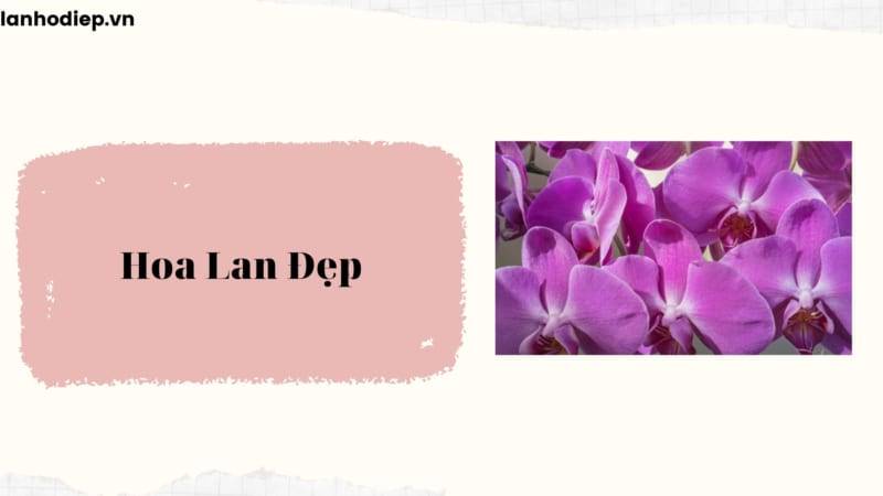 [Tổng Hợp] Top 21+ Loài Hoa Lan Đẹp Nhất Mọi Thời Đại