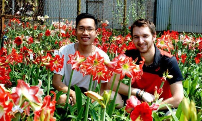 {Bật Mí} Hoa Lan Huệ Là Gì? Nguồn Gốc, Đặc Điểm Và Ý Nghĩa