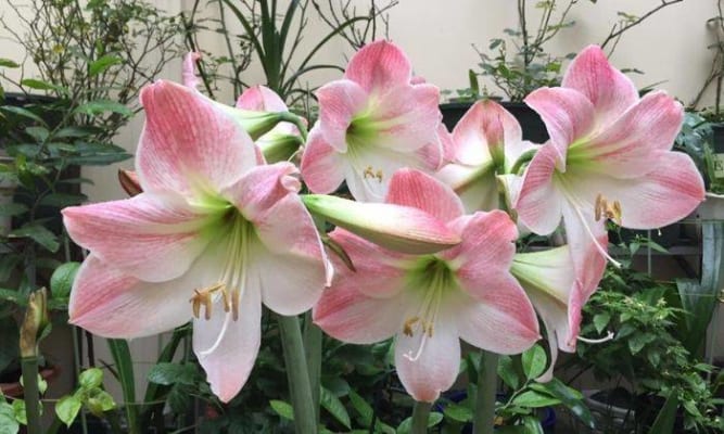 {Bật Mí} Hoa Lan Huệ Là Gì? Nguồn Gốc, Đặc Điểm Và Ý Nghĩa