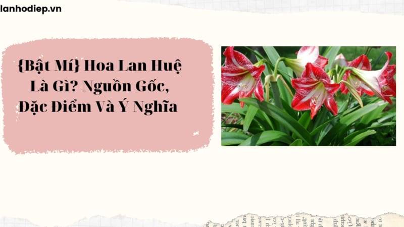 {Bật Mí} Hoa Lan Huệ Là Gì? Nguồn Gốc, Đặc Điểm Và Ý Nghĩa