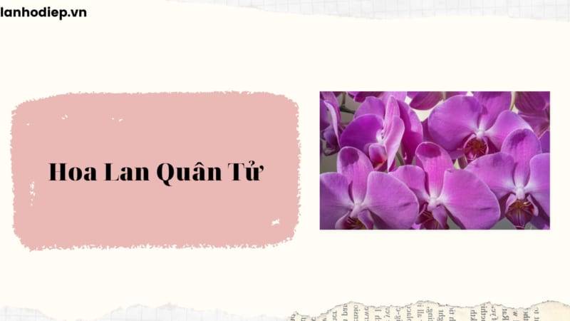 Tổng Hợp Về Hoa Lan Quân Tử: Đặc Điểm, Ý Nghĩa Và Cách Chăm Sóc