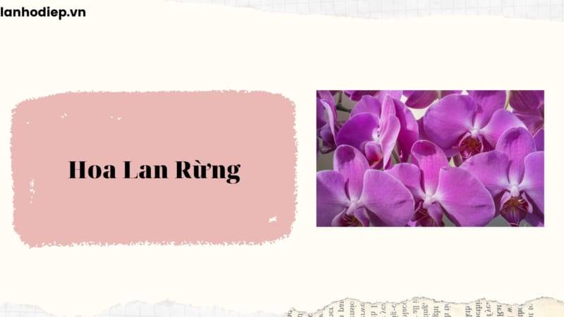 [Cập Nhập] 15+ Loại Hoa Lan Rừng Đẹp Và Hiếm Nhất Việt Nam