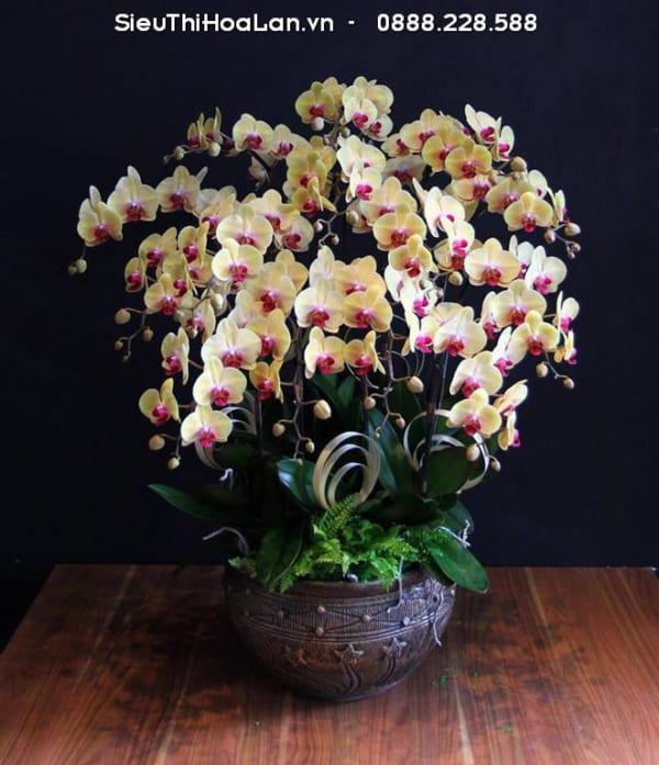 {Khám Phá} Hoa Lan Tiếng Anh Là Gì? Một Số Thuật Ngữ Phổ Biến Được Sử Dụng