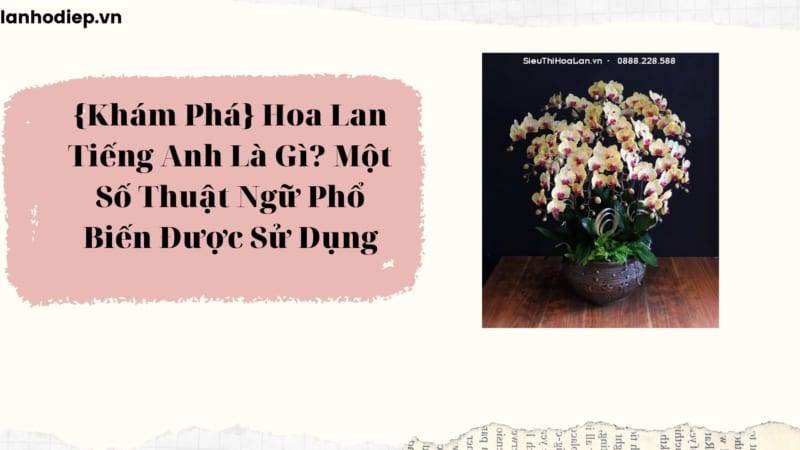 Hoa Lan Tiếng Anh Là Gì? Tìm Hiểu Thuật Ngữ Phổ Biến