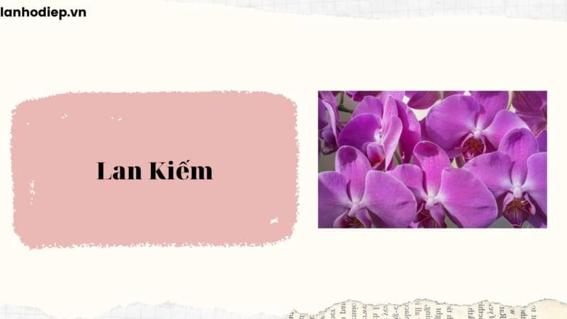 Lan Kiếm: "Tất Tần Tật" Về Loài Hoa Đẹp - Lạ - Dễ Trồng