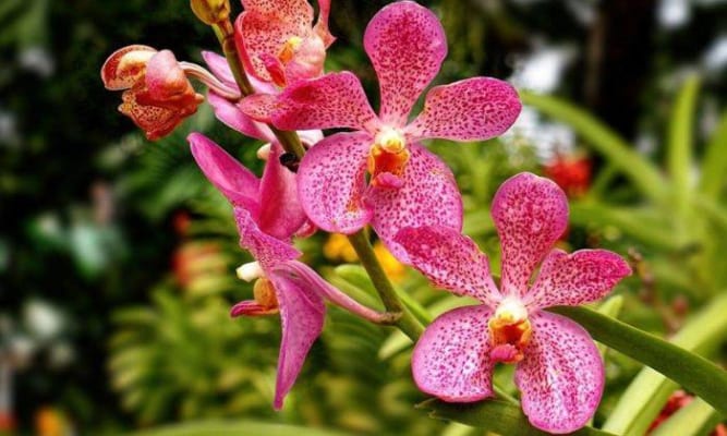 Lan Mokara: Loài Hoa "Quốc Dân" Mà Ai Cũng Yêu Thích