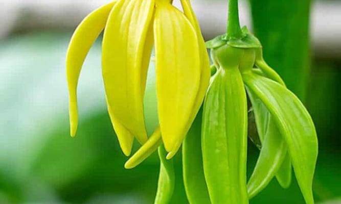 Hoa Lan Móng Rồng Là Gì? Tổng Hợp Thông Tin Chi Tiết Nhất