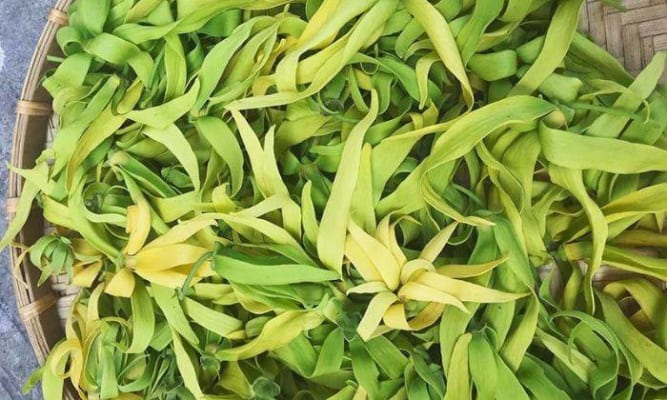 Hoa Lan Móng Rồng Là Gì? Tổng Hợp Thông Tin Chi Tiết Nhất