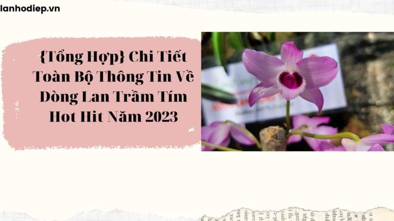 {Tổng Hợp} Lan Trầm Tím - Loài Hoa Nhất Định Phải Sắm