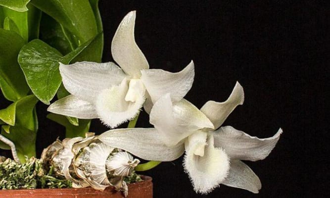 Lan Trầm Trắng - Loài Hoa Mang Một Vẻ Đẹp Độc Đáo