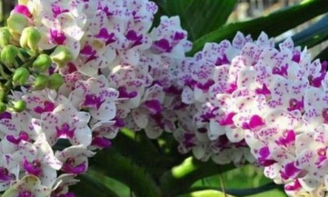 Hướng Dẫn Trồng Và Chăm Sóc Hoa Lan Đai Châu Ra Hoa Tết