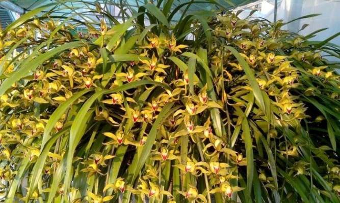 Lan Trần Mộng: Đặc Điểm, Ý Nghĩa & Cách Chăm Sóc Chi Tiết