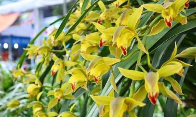 Lan Trần Mộng: Đặc Điểm, Ý Nghĩa & Cách Chăm Sóc Chi Tiết