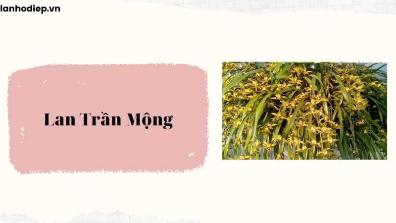 Lan Trần Mộng: Đặc Điểm, Ý Nghĩa & Cách Chăm Sóc Chi Tiết