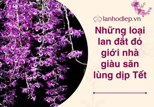 Những Loại Lan đắt đỏ Giới Nhà Giàu Săn Lùng Dịp Tết 2025